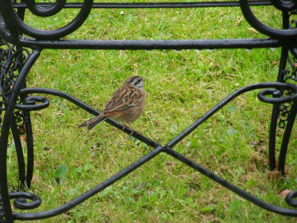 Animales que habitan nuestro jardín - Hotel El Carmen